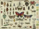 Nombres de insectos en inglés - Como Aprender Inglés Bien
